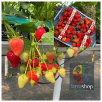 Welcome To Halberton Court Farm Shop - Home - Halberton Court Farm Shop